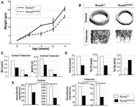 runx2 activity in committed osteoblasts is not essential for embryonic