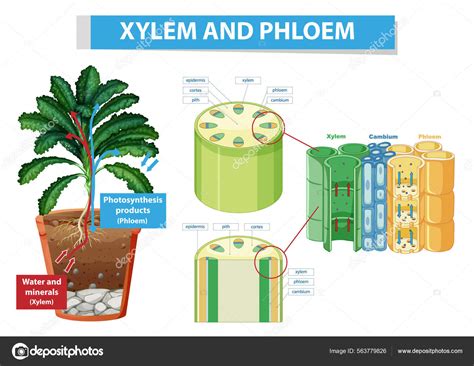 Xylem And Phloem Diagram Xylem Vs Phloem Classic Creately