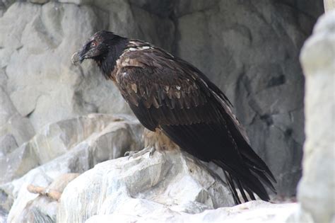 독수리 새 맹금류 Pixabay의 무료 사진 Pixabay