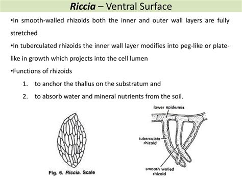 Modern College Of Arts Commerce And Science Pune Ppt Download