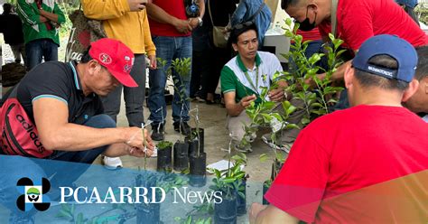 Dost Pcaarrd Agri Aqua Business Hub Brings Calamansi Farmers To Nvsu For Benchmarking