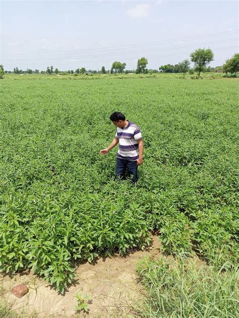 muhammad amer farooq on linkedin field visit for sesame seed selection