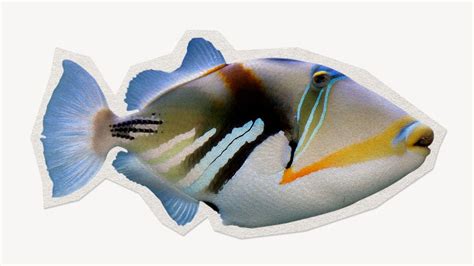 Triggerfish Sea Life Paper Cut Free Photo Rawpixel