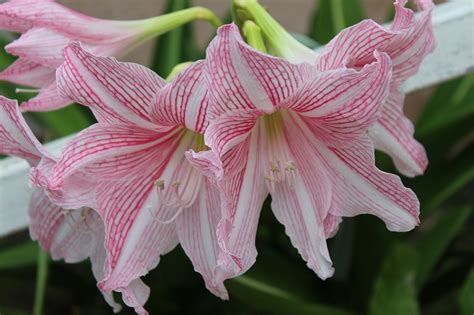 Flower Of The Garden Morning Free Photo On Pixabay Pixabay