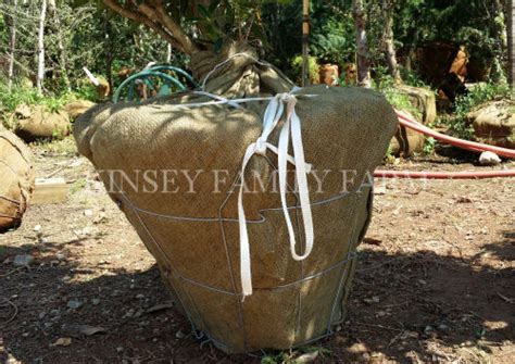 How To Move Plant B And B Tree DIY Homeowner Kinsey Family Farm