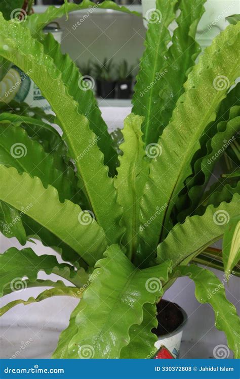 Asplenium Nidus Parasites On Branches In The Crown Of A Huge Tropical Tree Green Leaves Of