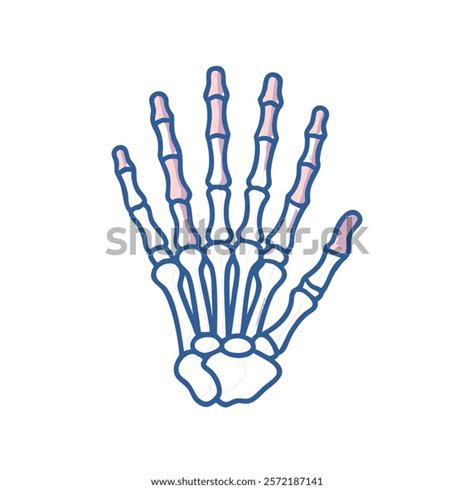 Comprehensive Illustration Metacarpal Bones Anatomy Stock Vector Royalty Free 2572187141