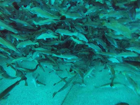 Fish Detection Instance Segmentation Dataset And Pre Trained Model By Fish Detection