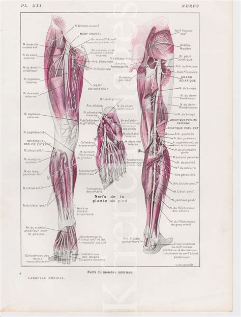 Benen Zenuwen Anatomie Plaat Franse Vintage Originele Print Jaren Medische Of