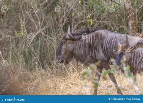 View Of African Wildebeest Detailed In Natural Habitat Angola Stock