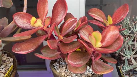 알젠티나금이 너무 이뻐요 거실에서 물먹고 나온 블루엘프와 사라보니슈퍼클론이 통통하고 이뻐졌어요 ~~~~~💕 Youtube