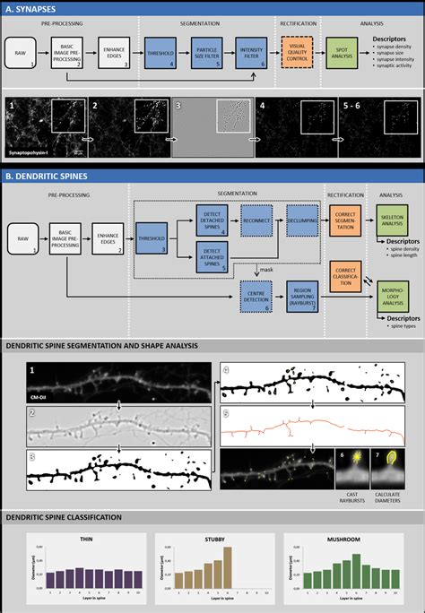 Image Analysis Of Synapses And Dendritic Spines Download Scientific Diagram