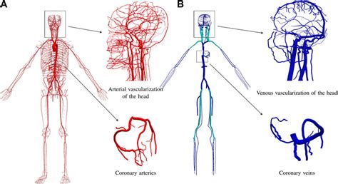 Venous Arterial Vessels