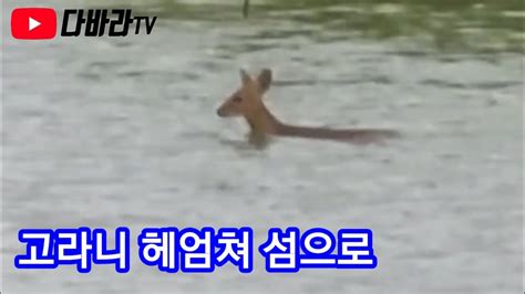 고라니 헤엄쳐서 섬으로 이동하는 장면 처음보는 고라니 수영 Youtube