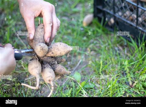 The Gardener Sorts Out Dahlia Tubers Plant Root Care Dahlia Tubers On