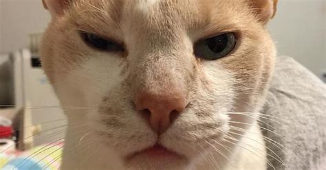 Derpy Manx Cat Album On Imgur