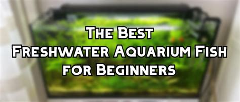 7 Best Freshwater Aquarium Fish For Complete Beginners