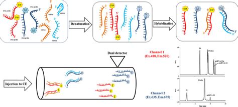 Schematic Diagram For Simultaneous Detection Of Mirnas Using Ce With Download Scientific
