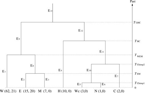 The Population Tree For Seven Populations The Displayed Tree Shows The
