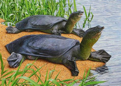 Yangtze Giant Softshell Turtle Alchetron The Free Social Encyclopedia