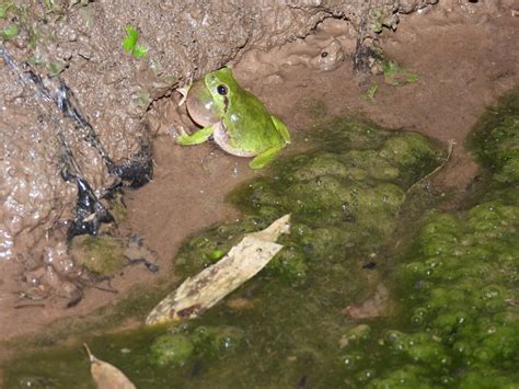 멸종위기종 개구리가 멸종위기인 이유 미스터리 공포 에펨코리아