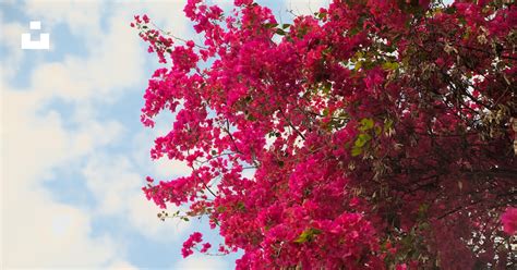 전경에 분홍색 꽃이 피고 배경에 푸른 하늘이 있는 나무 사진 Unsplash의 무료 델리 이미지