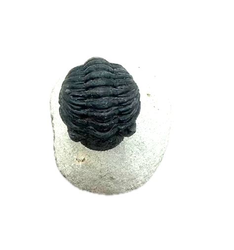 Phacops Pha 105 D13 R