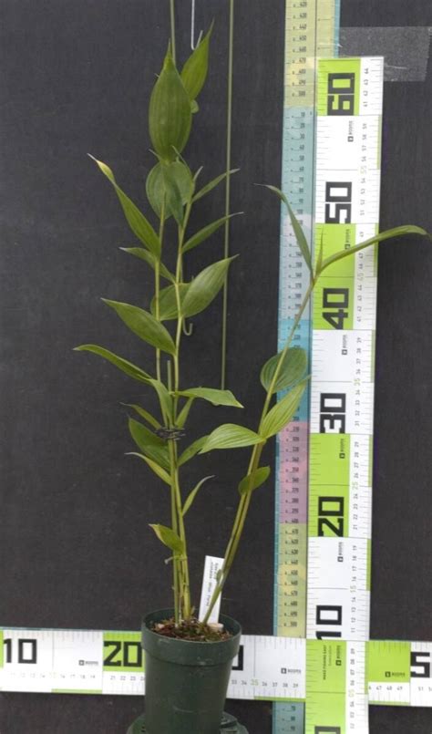 Yahoo オークション 【北軽ガーデン】 熱帯植物 Sobralia Violacea