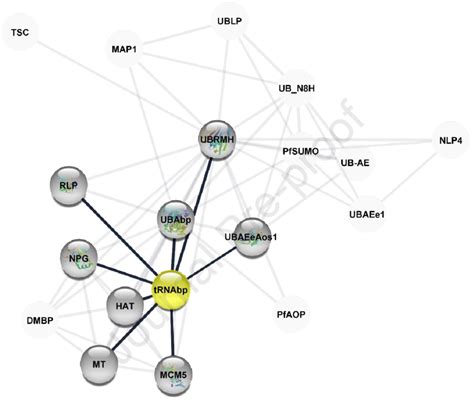 Protein Network Interaction Diagram For TRNA Binding Protein TRNAbp Download Scientific