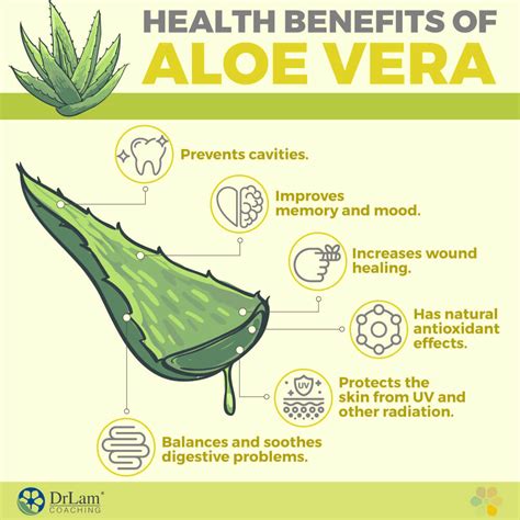How To Use Aloe Vera To Safely And Effectively Improve Your Gut Health