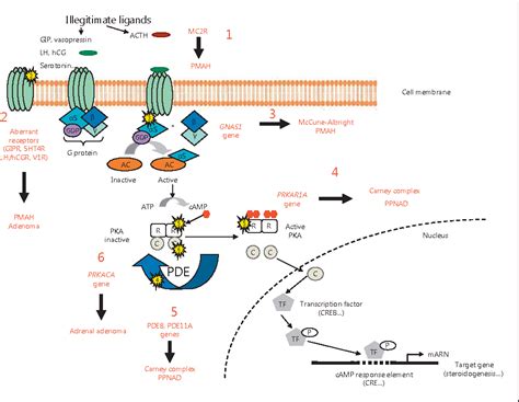Figure 2 From Etiopathogeny Of Primary Adrenal Hypercortisolism