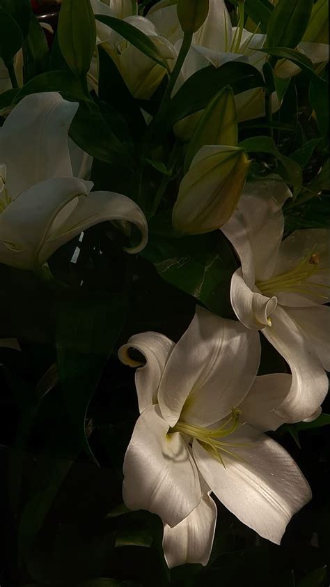 Лилии обои Белые лилии Лилии Цветочные фоны
