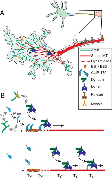 The Cytoskeletal Organization Of Dendrites Download Scientific Diagram