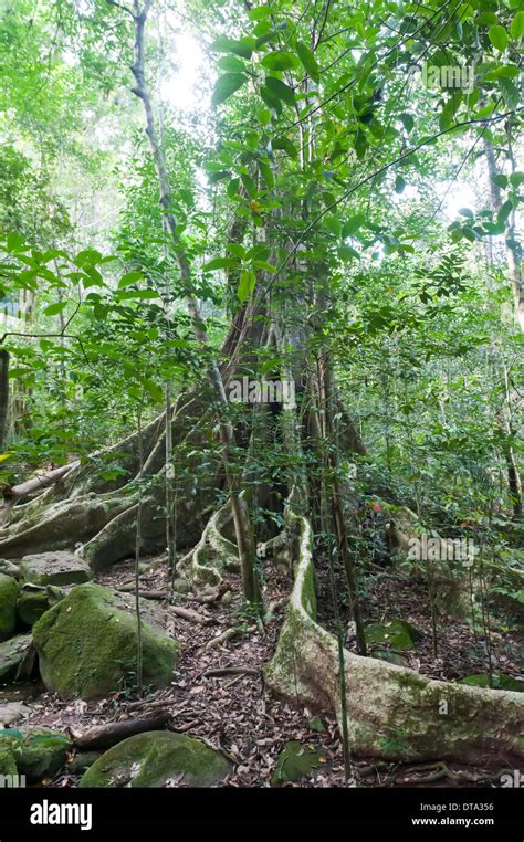 Tree Large Canopy Hi Res Stock Photography And Images Alamy