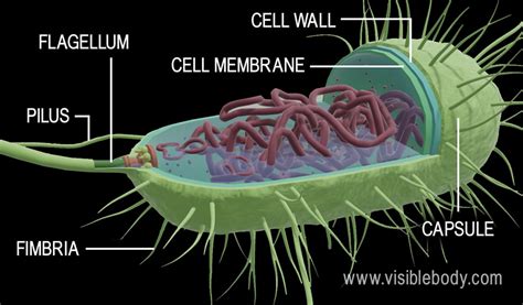 Describe How A Flagellum Is Used To Move An Organism