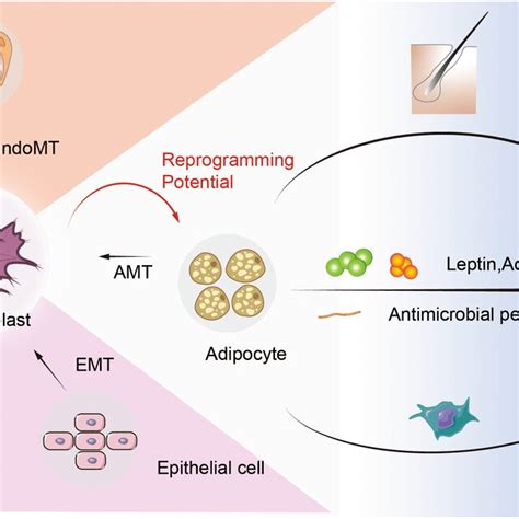 Myofibroblasts Can Be Transformed From Fibroblasts Endothelial Cells Download Scientific