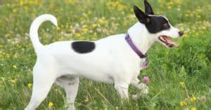 Rat Terrier Growth And Progression A Z Animals