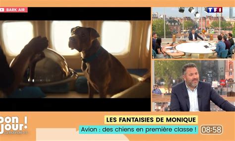 Avion Des Chiens En Première Classe Bonjour La Matinale Tf1 Tf1