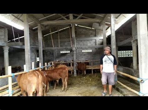SAPI pedet LIMOUSIN SUPER langsung dari kandang, harga spesial blum bau solar, full bonus - YouTube