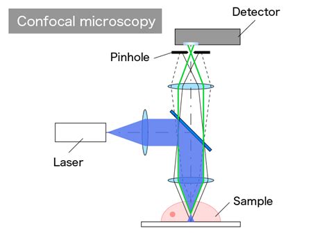 Multiphoton Microscopy Hamamatsu Photonics