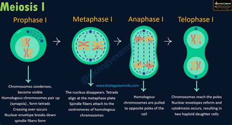 Prophase Of Meiosis