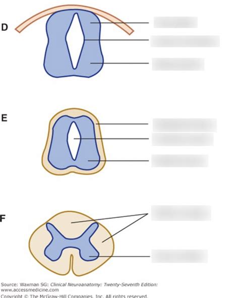 Spinal Cord Development Diagram Quizlet
