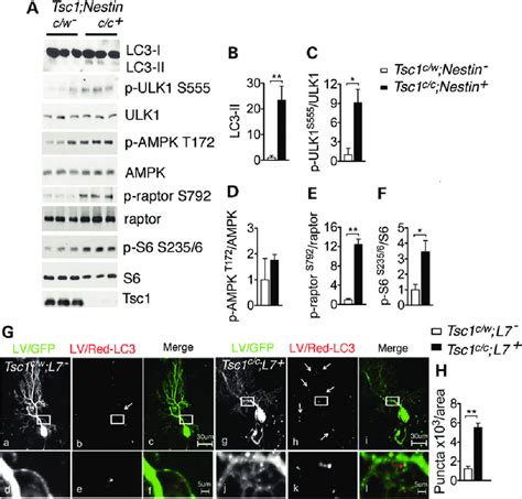 LC II Increase In Brain Tissue Of TSC Mouse Models A Western Blot Download Scientific