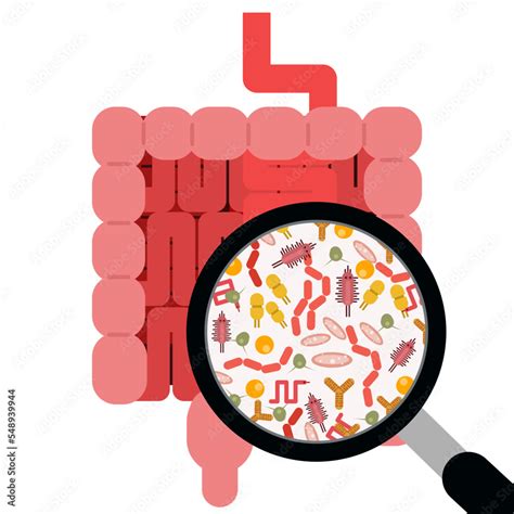 Gut Microbiome Concept Illustration Of A Magnifying Glass Examining