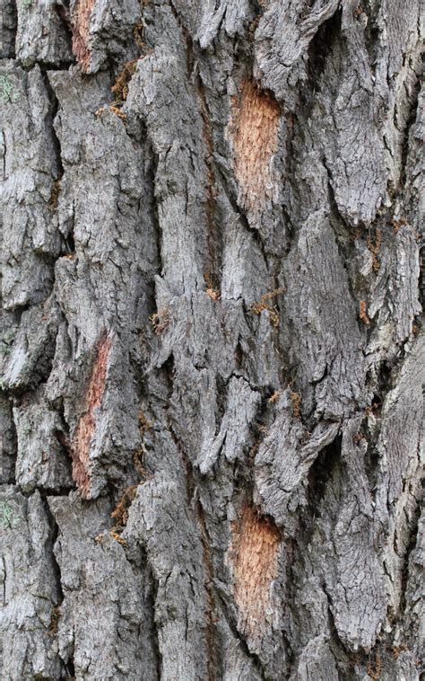 Broken Tree Bark Texture To Download ManyTextures