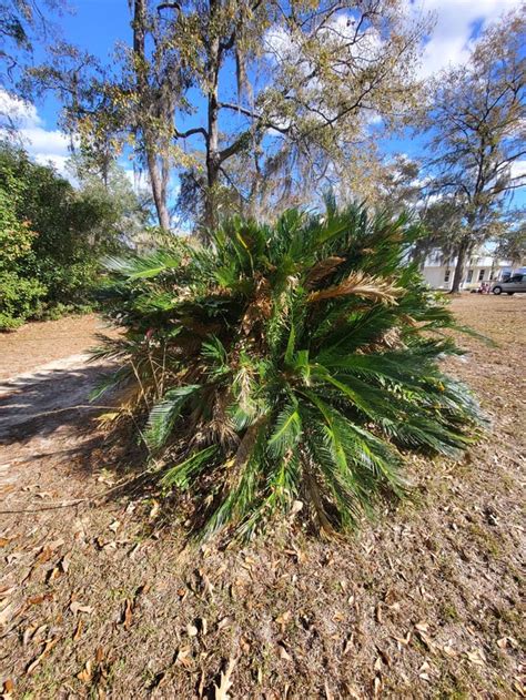 Not Sure What Plant This Is But Am Insupposed To Trim Off The Dead