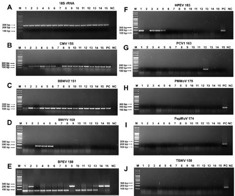 Detection Of Viruses Infecting Pepper Plants By Rt Pcr A Rt Pcr Download Scientific Diagram