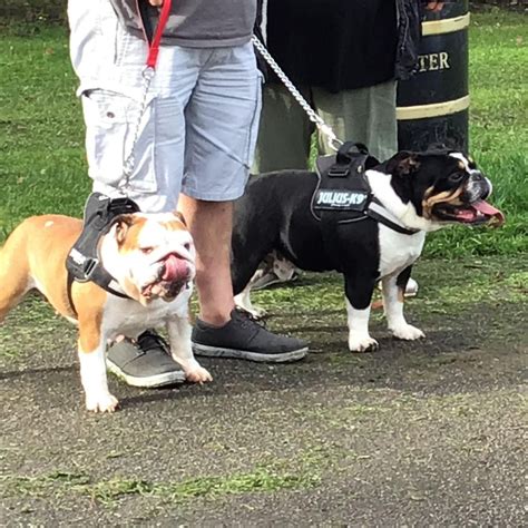 Lola And Bane Now Adopted Geordie Bullies Springboard