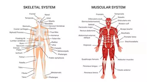 Pictures Of Human Anatomy Diagram