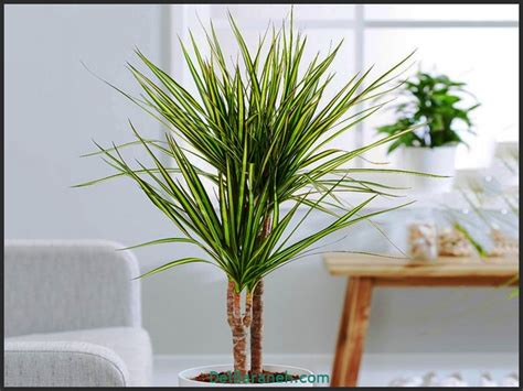 دراسنا پرچمی نگهداری از گل دراسنا پرچمی آبیاری،نور،خاک،کود،دما